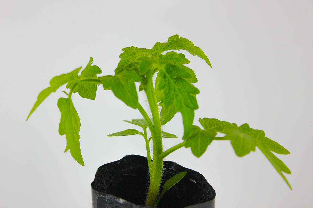 Russian Red Tomato — NZ Veggie Plants