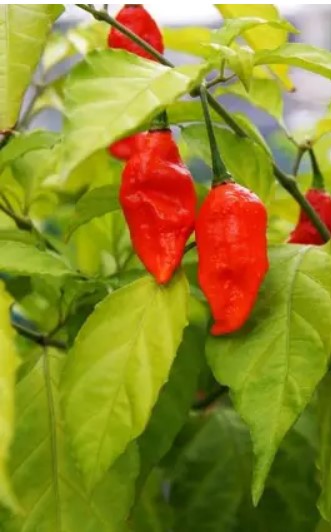 Ghost Pepper( Bhut Jolokia) — NZ Veggie Plants