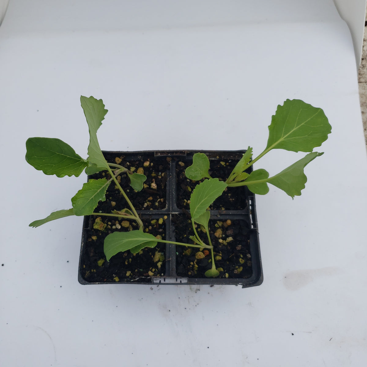 Cabbage ready by 10th feb — NZ Veggie Plants
