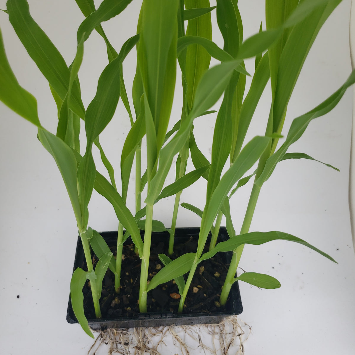 Sweetcorn — NZ Veggie Plants