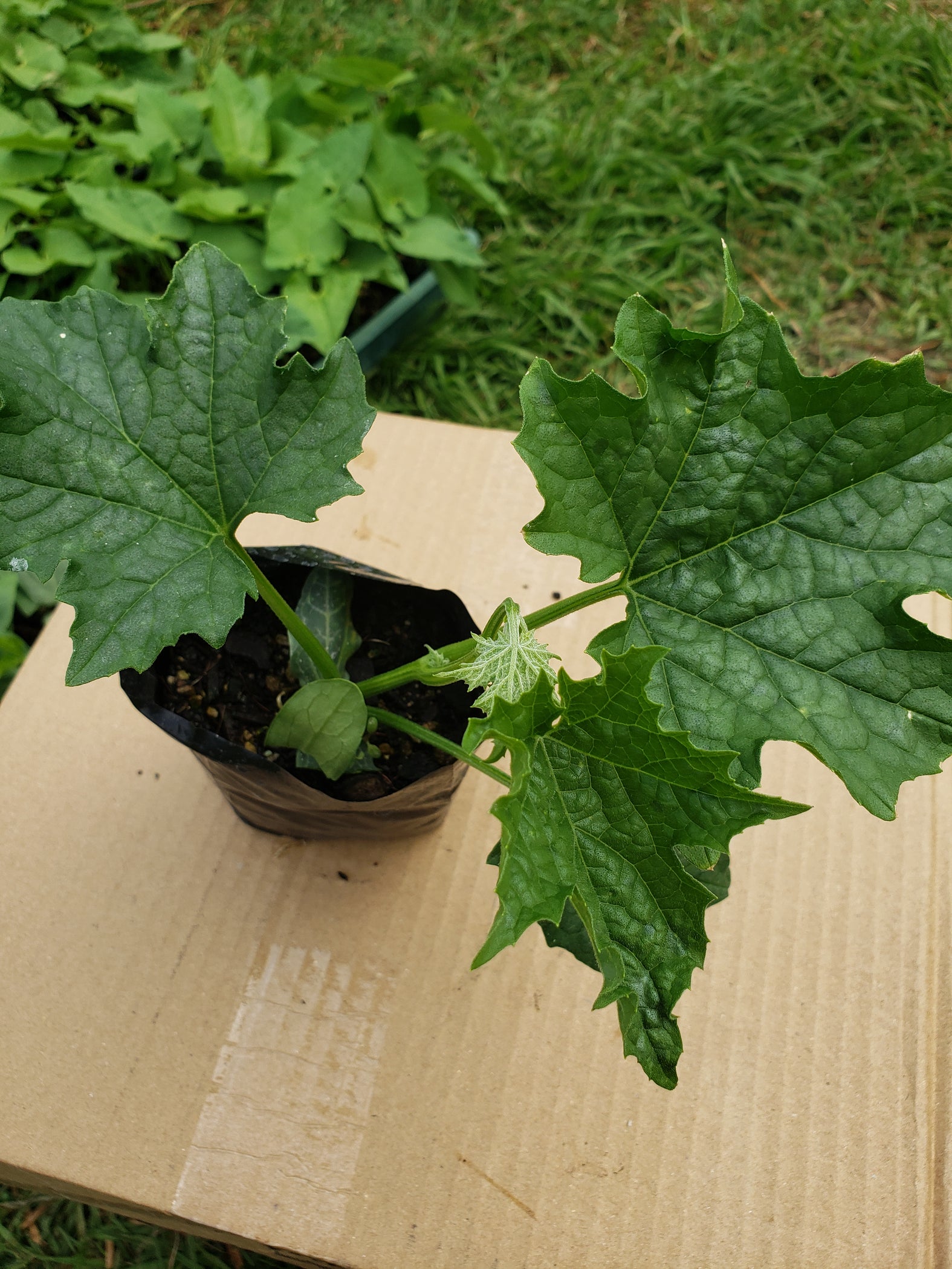 Ram Tori (Sponge Gourd) — NZ Veggie Plants