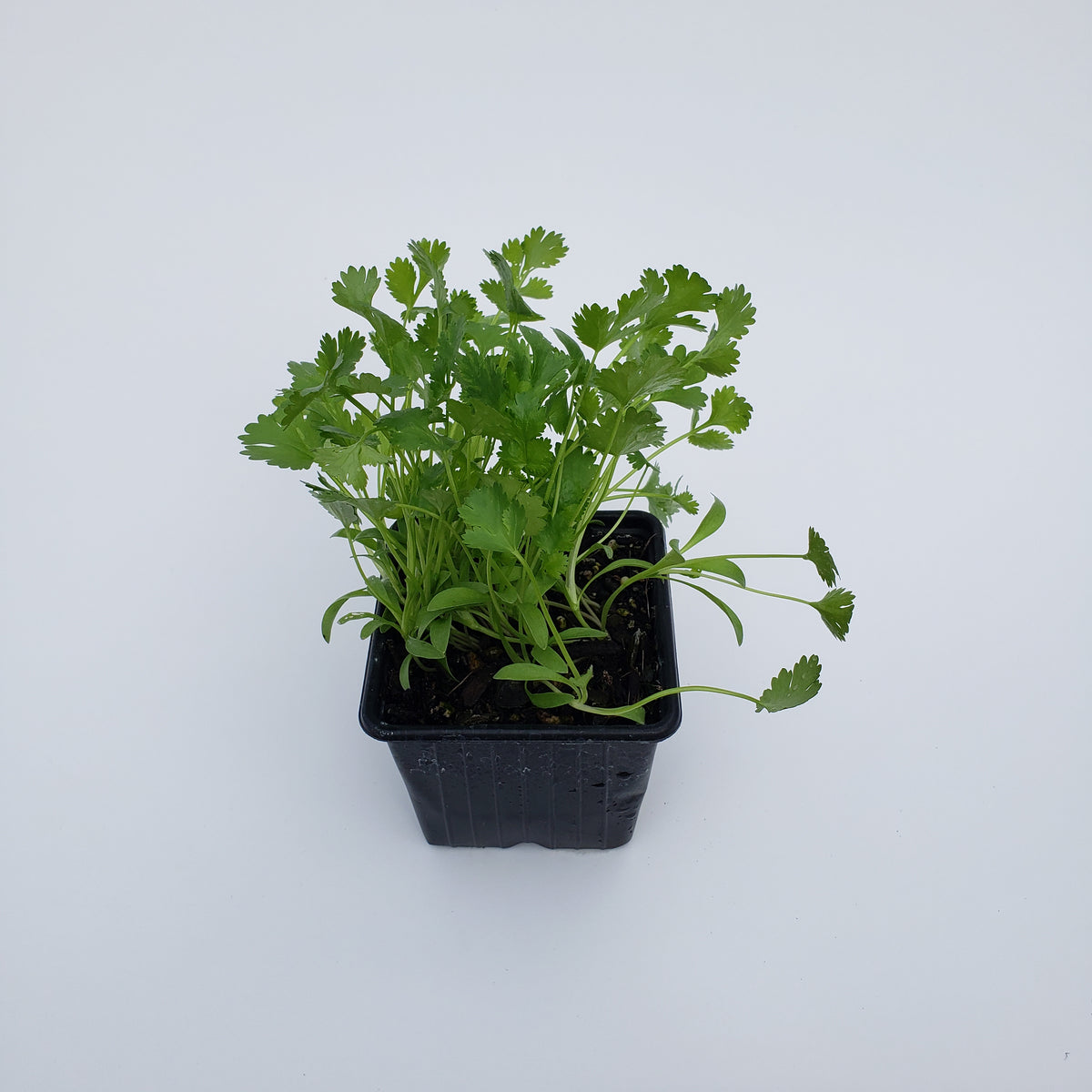 Coriander — NZ Veggie Plants