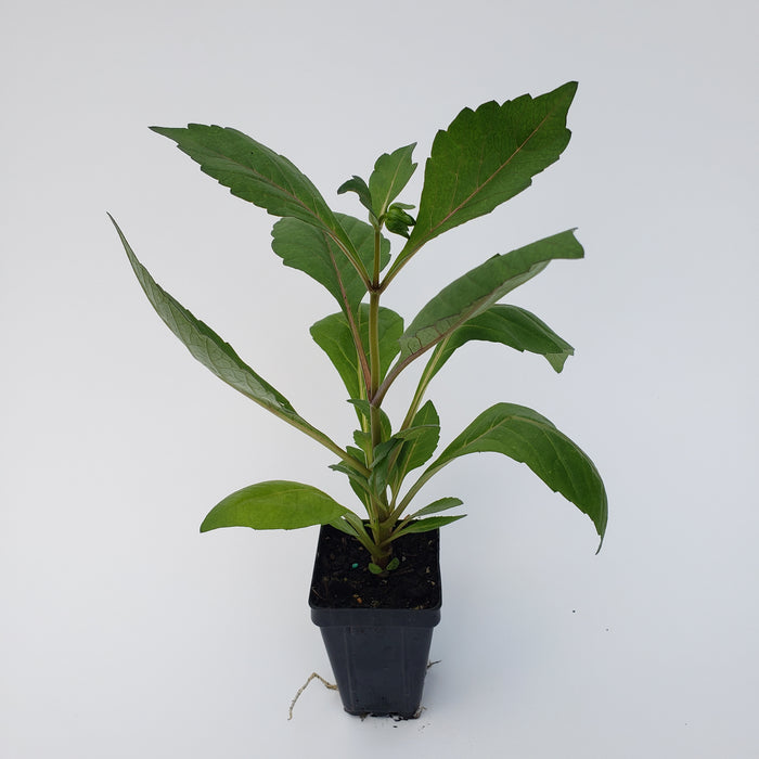 Dahlia Opera Dwarf Flower Mix — NZ Veggie Plants