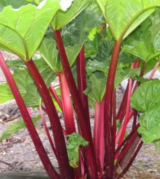 Rhubarb Red Cherry — NZ Veggie Plants